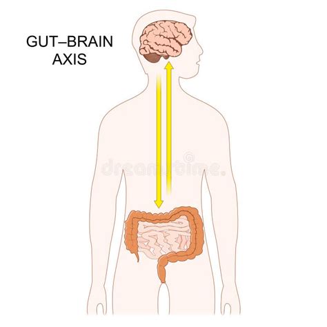 Gutâ€ Brain Axis Microbiota Gut Brain Axis Stock Vector Illustration