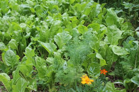 퍼머 컬쳐 원예 원칙 유기농 정원 나스투르티움 양파 딜 당근 파슬리 시금치 호박 채소와 식물 꽃 사이의 시너지 0명에 대한 스톡 사진 및 기타 이미지 Istock