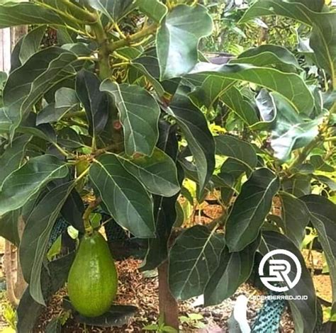Jual Tanaman Alpukat Aligator Buah Jumbo 40 Kualitas Sedang Unggul