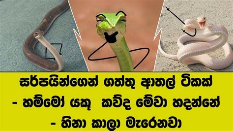 සර්පයින්ගෙන් ගත්තු ආතල් ටිකක් හම්මෝ යකූ කව්ද මේවා හදන්නේ හිනා කාලා