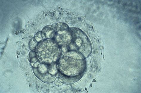 synthetic human embryos could allow for research beyond the 14 day