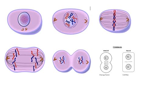 Honors Biology Mitosis Diagram Diagram Quizlet