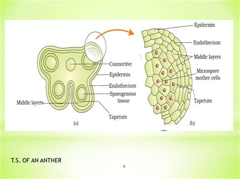 Embryology Of Angiosperms Pdf