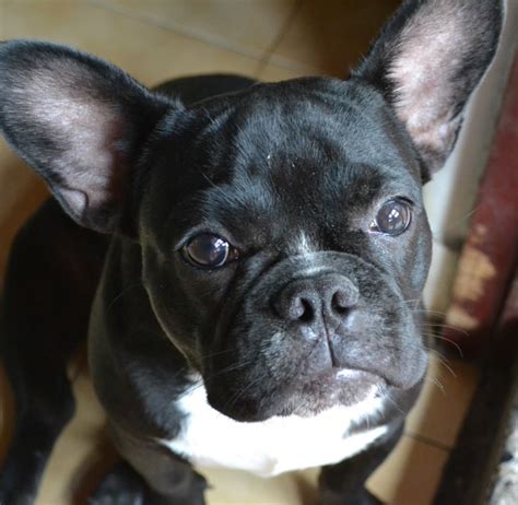 Frenchie Free Stock Photo Public Domain Pictures