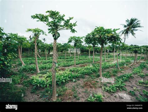 A Wide Angle View Of A Papaya Harvesting Field Composed Of Fruit Trees