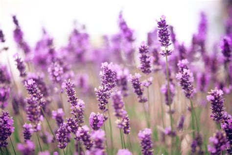 Plantas Aliadas Para Repeler Mosquitos
