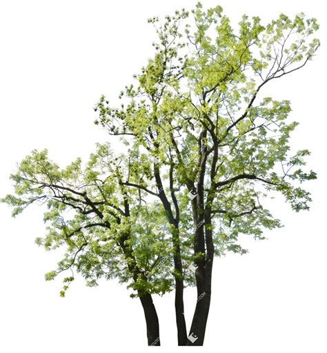 Cut Out Tree Cutout Plant