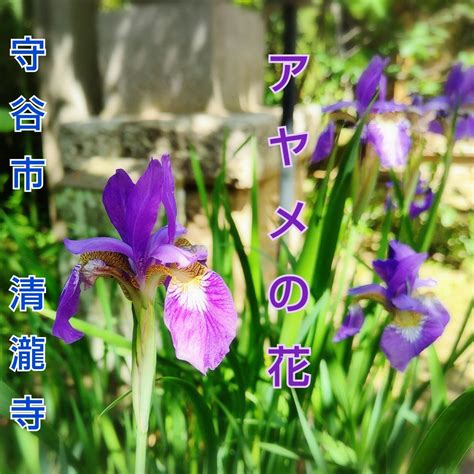 アヤメの花 花咲く祈りの寺清瀧寺