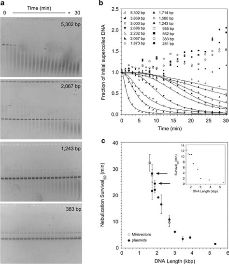 Dna Survival During Nebulization As A Function Of Dna Length A