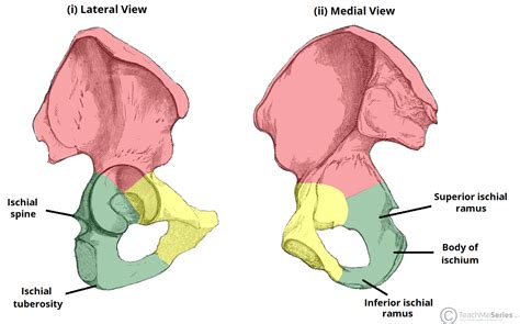 The Hip Bone Ilium Ischium Pubis Teachmeanatomy