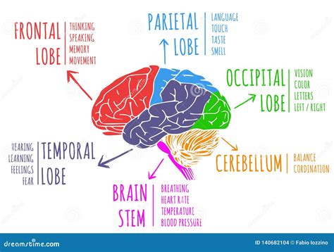 Illustration Of Human`s Brain Functions And Anatomy Stock Illustration