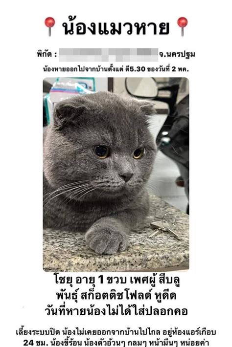 ศูนย์รวมแมวทุกสายพันธุ์ แหล่งซื้อแมว ขายสินค้าแมวที่ใหญ่ที่สุดในประเทศ