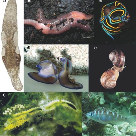 3 A Gallery Of Classic Hermaphroditic Study Systems The Sex Download Scientific Diagram