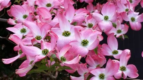 ハナミズキの育て方必要な準備種まき増やし方害虫対策も解説 HanaSaku