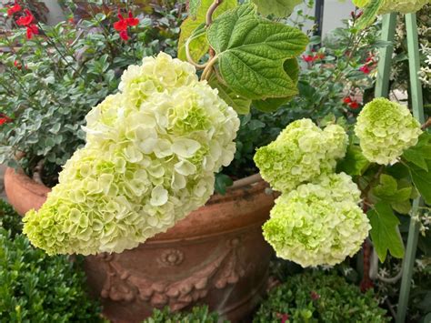 Hydrangea Quercifolia Harmony
