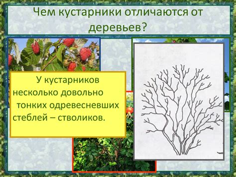 Презентация по окружающему миру Деревья кустарники и травы 2 класс Область знаний