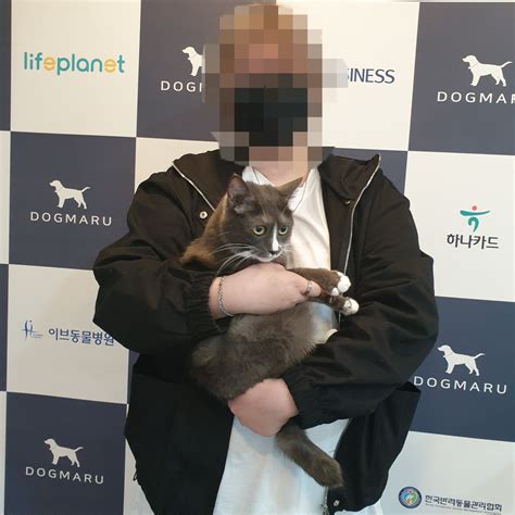 코리안 숏헤어 이솝 대구고양이분양 원주강아지분양 프렌치불독무료분양 아비시니안고양이입양 유기묘입양 고양이털빠짐 작은강아지 강아지책임분양 빅토리아펫보호소 입양완료