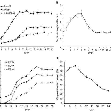 Maturation Stage In The Rice Endosperm Morphology Of The Rice Endosperm