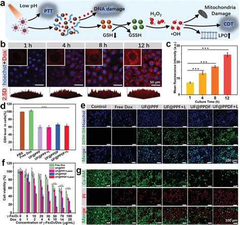 The Cell Internalization Ferroptosis And In Vitro Synergistic