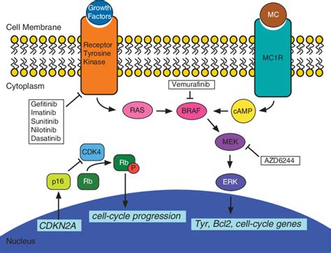 Biochemistry Signaling Pathways With Receptor Tyrosin