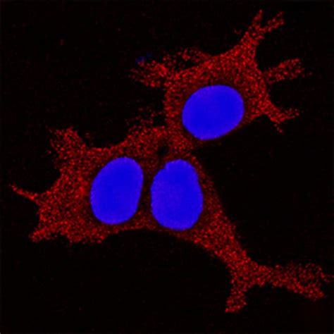 Human Hes 4 Antibody R D Systems 100μg Unlabeledantibodies