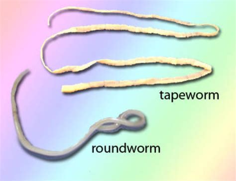 Flat Round And Segmented Worms