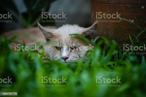 녹색 잔디에 앞을 보고 냄비 옆 얼굴 큰 Maincoon 고양이 숨어있는 의미 어두운 분위기 주변 큰 고양이 야외입니다 가축에