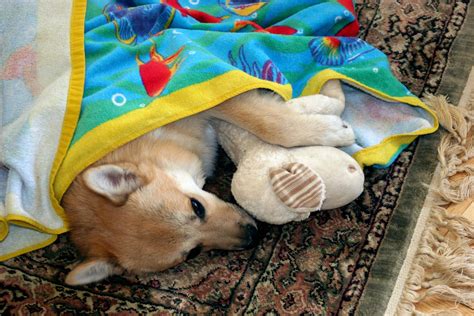 I Love My Lamby Imgur