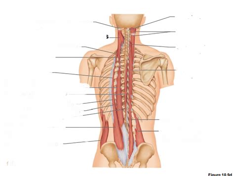 Muscle Of Trunk Extension Diagram Quizlet