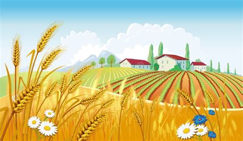 Campos De Cultivo Paisaje Ejemplo Del Bosquejo Del Vector Agricultura