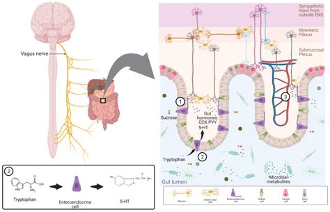 Enteric Nervous System And Intestinal Epithelial Regulation Of The Gut