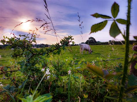 Took This On A Morning Walk 🐮 Scrolller