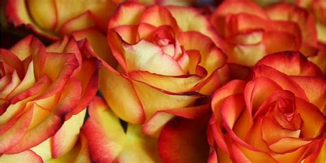 Yellow Rose Red Tip Meaning