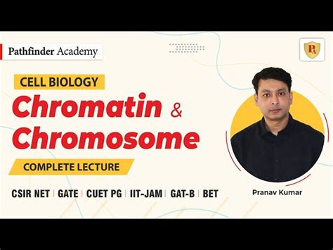 Understanding Chromatin And Chromosomes In Eukaryotic Cells Galaxyai