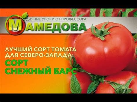 🍅 Лучший СОРТ ТОМАТА для СЕВЕРО-ЗАПАДА. Сорт Снежный Барс - YouTube