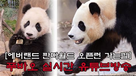 에버랜드 판다월드 오픈런 가는길 푸바오 실시간 유튜브방송 중국가는이유 Youtube