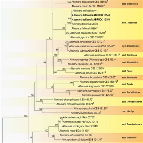phylogenetic tree generated from maximum likelihood ml analysis based