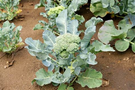 What Does Broccoli Grow From Broadpick