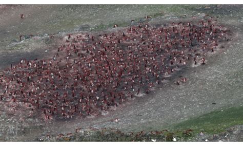 Accurate Footprints From Antarctica Gim International