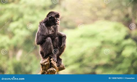 Black Spider Monkey Alone Portrait With Partly Open Mouth Sitting