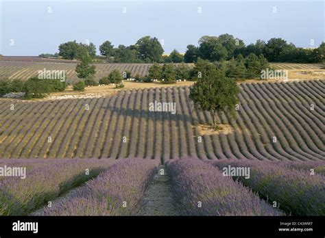 apt fields france europe holiday landmark lavender provence