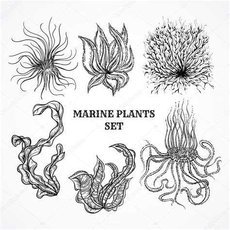 Colección de plantas marinas hojas y algas marinas Set vintage de