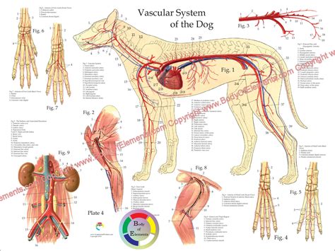 Dog Blood Vessels Anatomy Poster