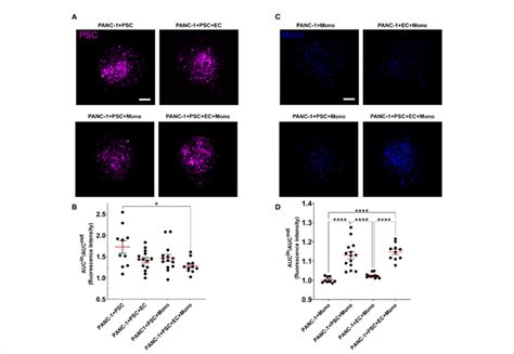 Psc And Monocytes Spatial Distribution Within The Panc 1 Spheroids A Download Scientific