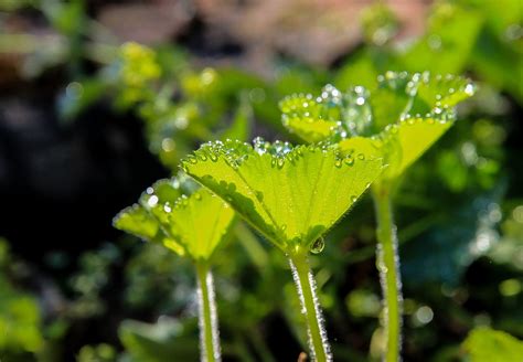 Autotrophs Plants
