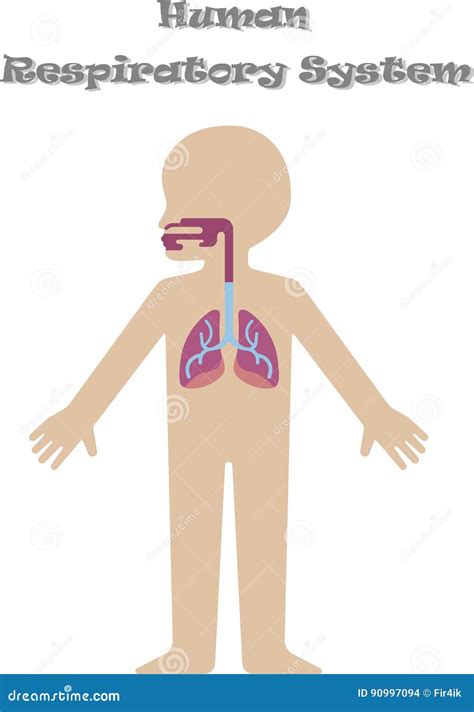 Respiratory And Excretory System Unit Kritsch