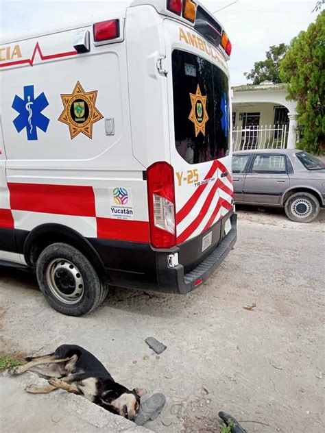 Denuncian Envenenamiento De Perros Y Gatos En Mérida Informatyucatán