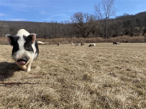 Safe Haven Farm Sanctuary Dedicated To Compassion Toward All Beings