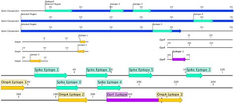 Construct Schematics The Schematic Representation Of The Engineered Download Scientific