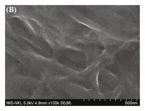 Scanning Electron Micrographs Of Bacterial Cellulose Native B Nata